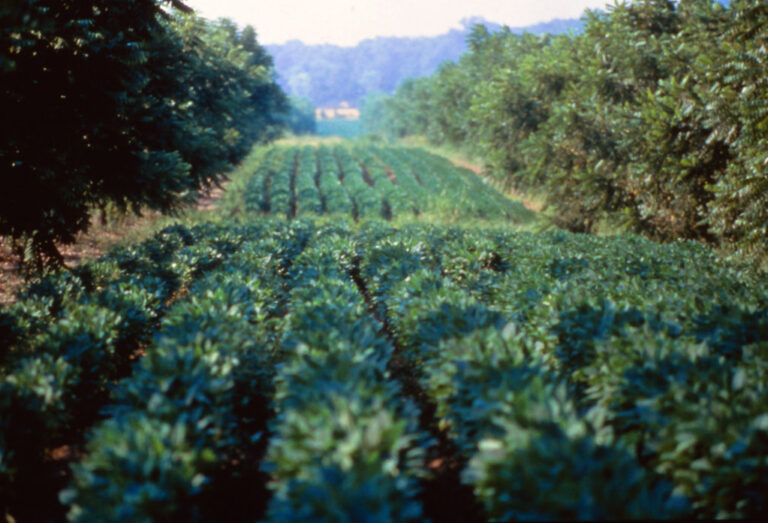 Regenerative agroforestry